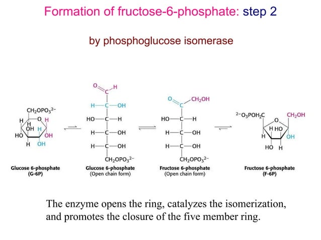 Glycolysis And Fermentation | PPT | Chemistry | Science