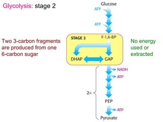 Glycolysis And Fermentation | PPT