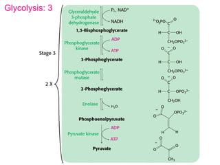 Glycolysis And Fermentation | PPT