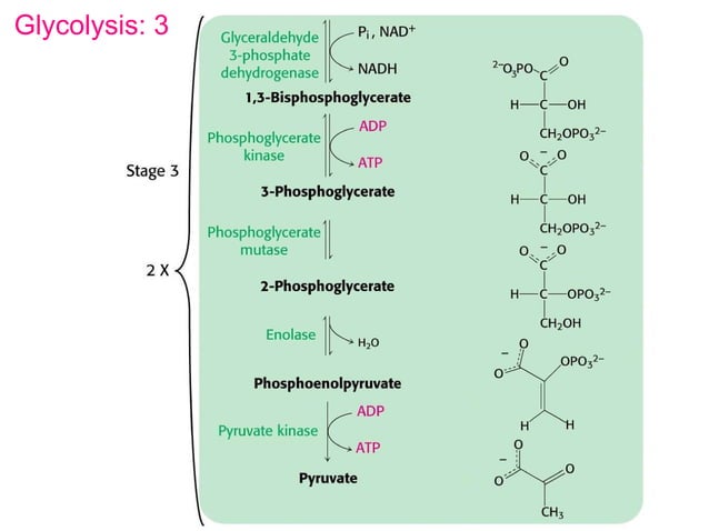 Glycolysis And Fermentation | PPT | Chemistry | Science