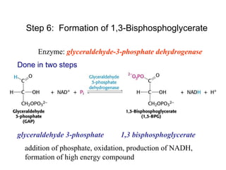 Glycolysis And Fermentation | PPT