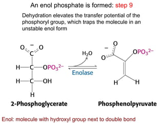 Glycolysis And Fermentation | PPT