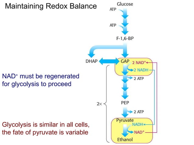 Glycolysis And Fermentation | PPT