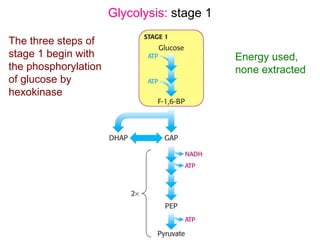 Glycolysis And Fermentation | PPT