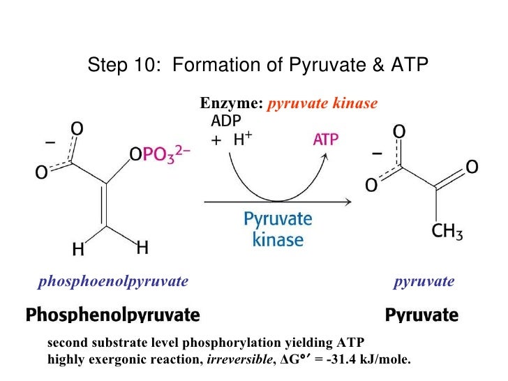 Glycolysis And Fermentation