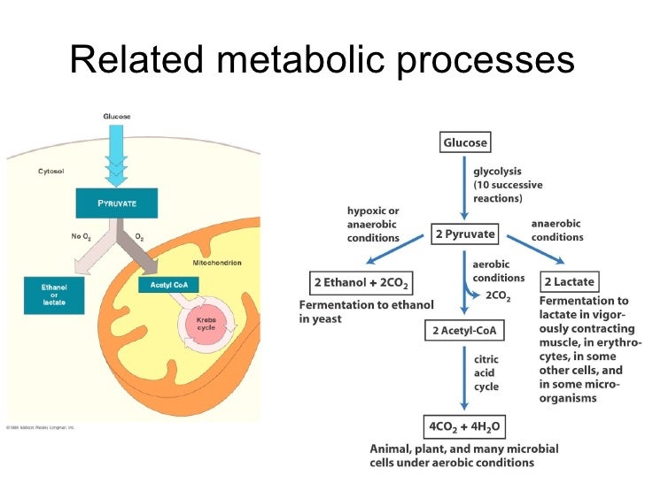 Glycolysis And Fermentation