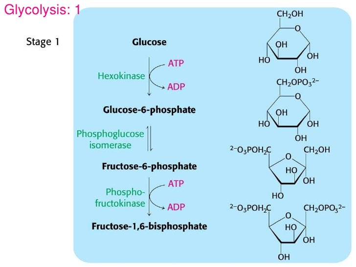 Glycolysis And Fermentation