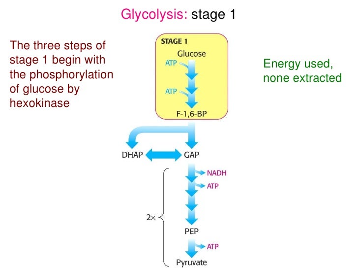 Glycolysis And Fermentation