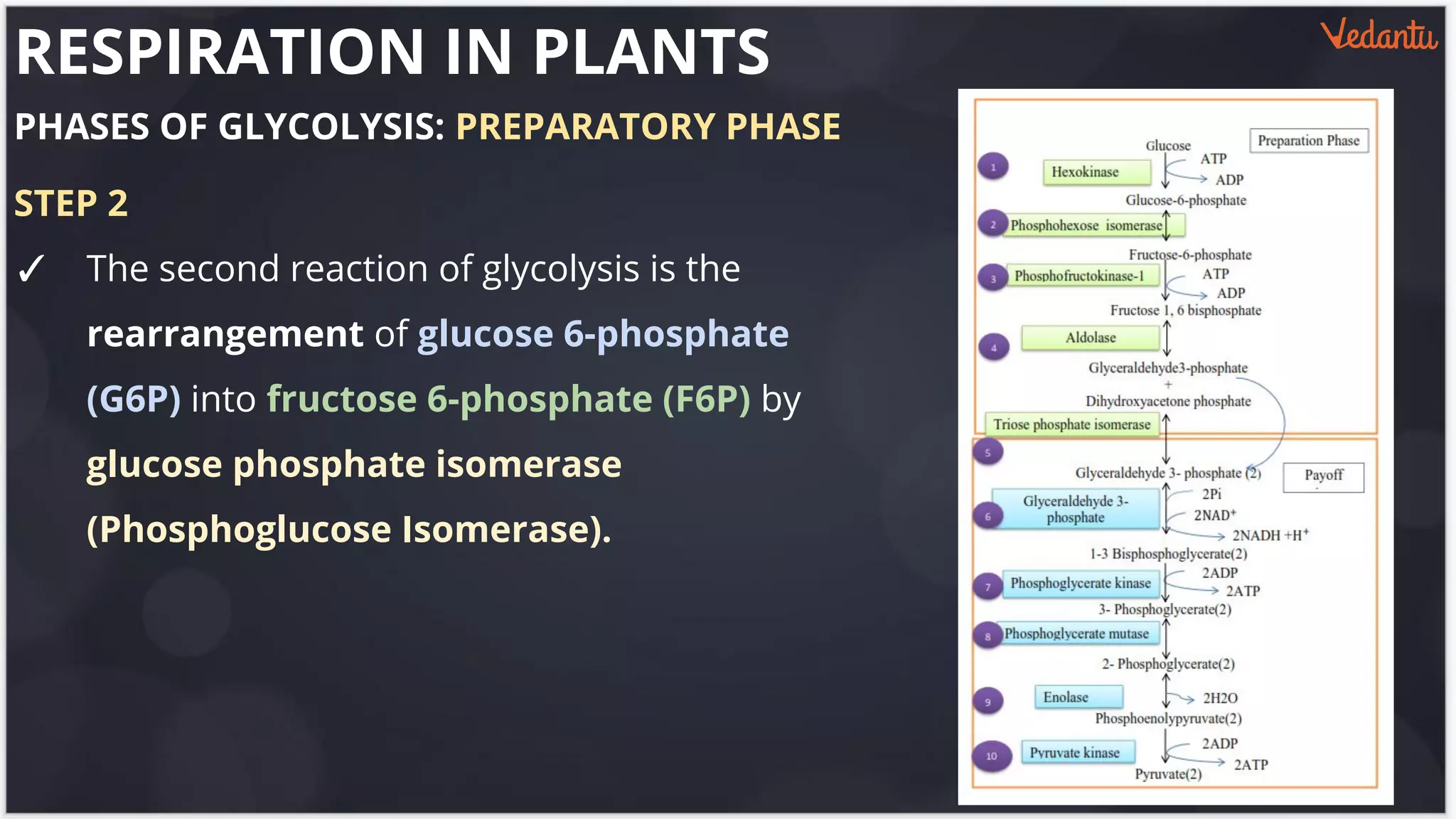 Glycolysis+and+Fermentation.pdf | Biological Sciences | Science