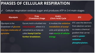 Glycolysis+and+Fermentation.pdf | Biological Sciences | Science