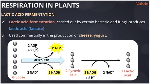 Glycolysis+and+Fermentation.pdf