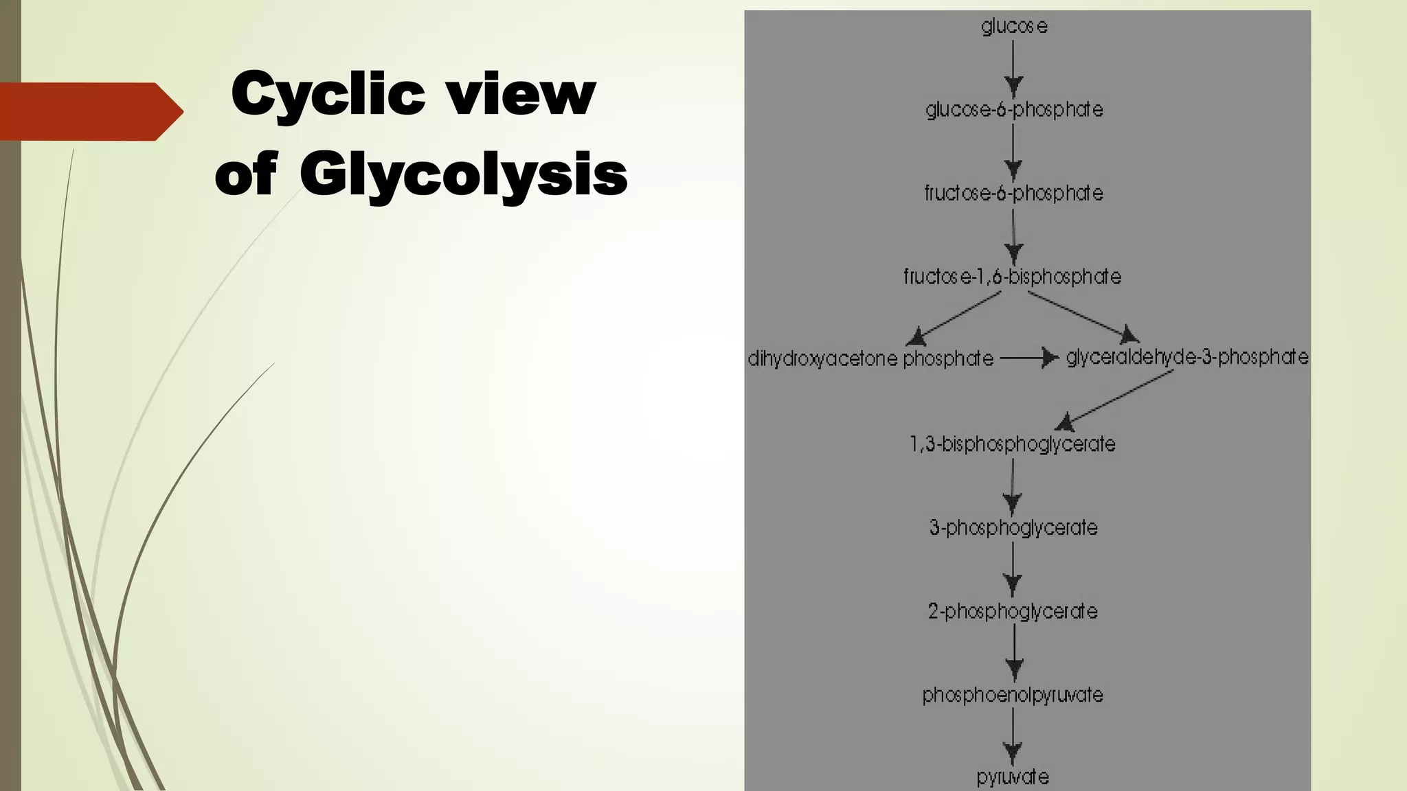 Glycolysis and krebs cycle | PPTX