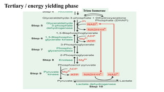 Glycolysis and Rapaport leubering cycle or BPG shunt.pdf