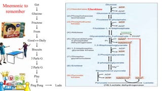 Glycolysis and Rapaport leubering cycle or BPG shunt.pdf