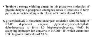 Glycolysis and Rapaport leubering cycle or BPG shunt.pdf