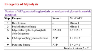 Glycolysis and Rapaport leubering cycle or BPG shunt.pdf
