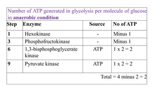 Glycolysis and Rapaport leubering cycle or BPG shunt.pdf