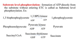 Glycolysis and Rapaport leubering cycle or BPG shunt.pdf
