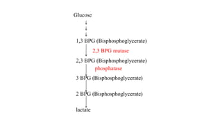Glycolysis and Rapaport leubering cycle or BPG shunt.pdf