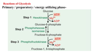 Glycolysis and Rapaport leubering cycle or BPG shunt.pdf