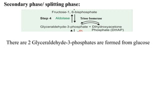 Glycolysis and Rapaport leubering cycle or BPG shunt.pdf