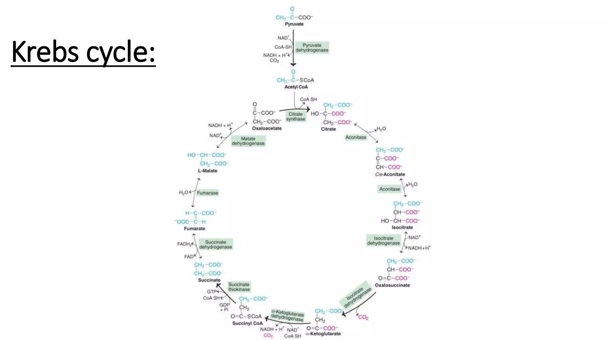 glycolysis and TCA CYCLE.pptx