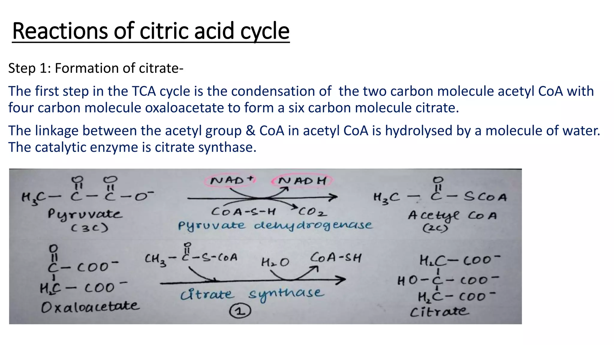 glycolysis and TCA CYCLE.pptx