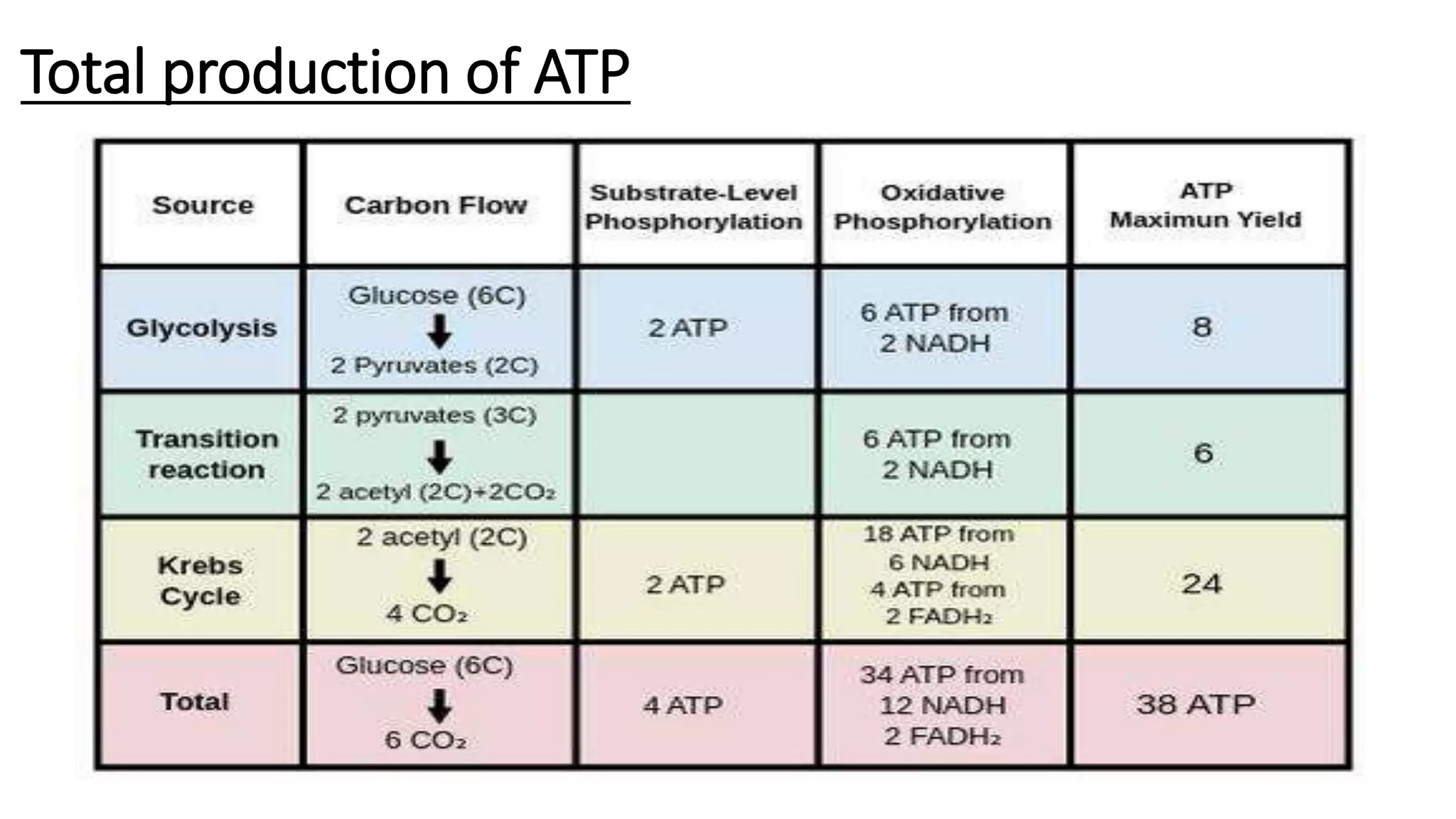 glycolysis and TCA CYCLE.pptx