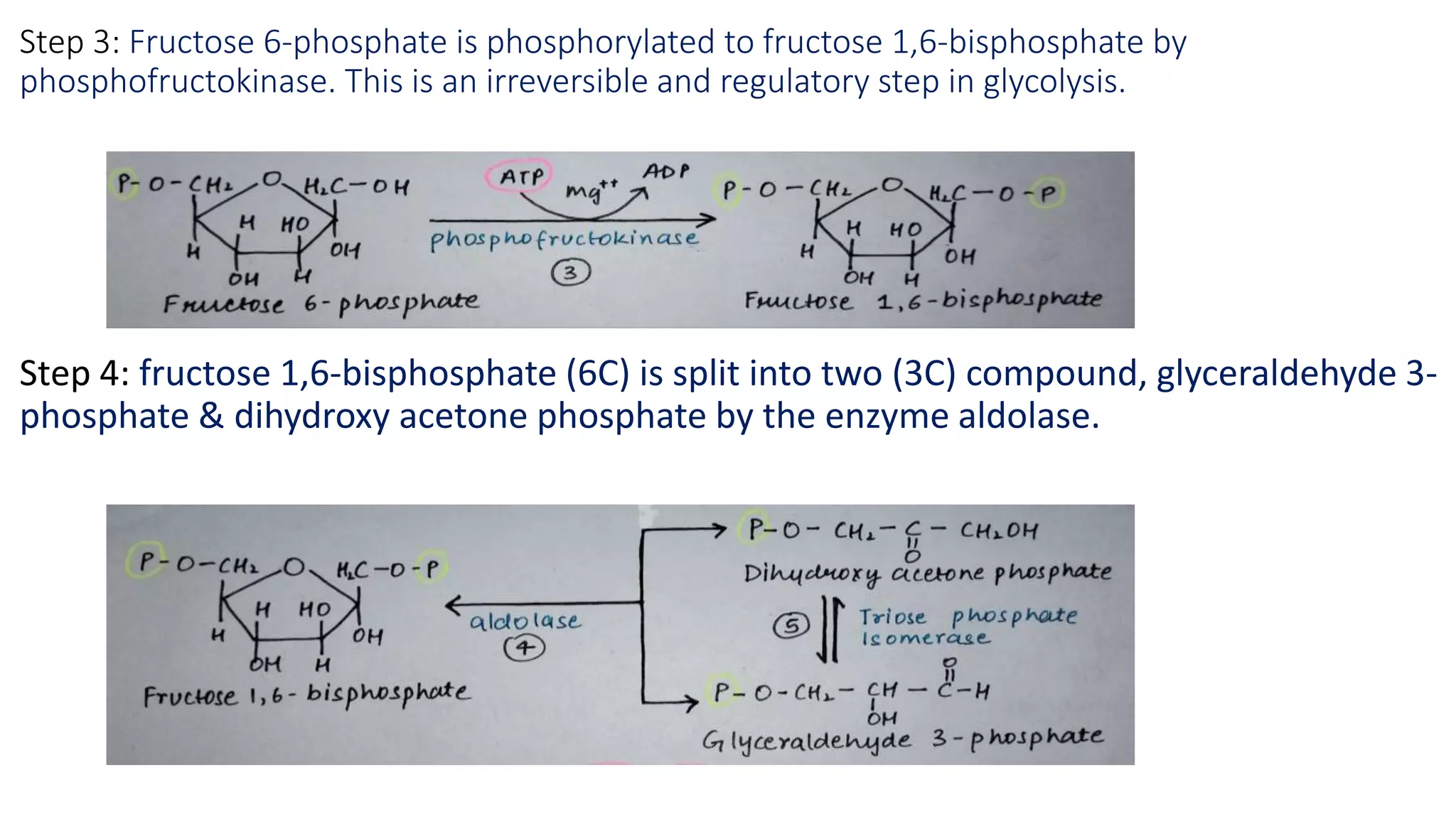 glycolysis and TCA CYCLE.pptx