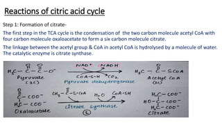 glycolysis and TCA CYCLE.pptx