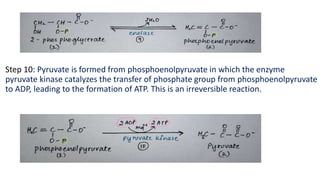 glycolysis and TCA CYCLE.pptx