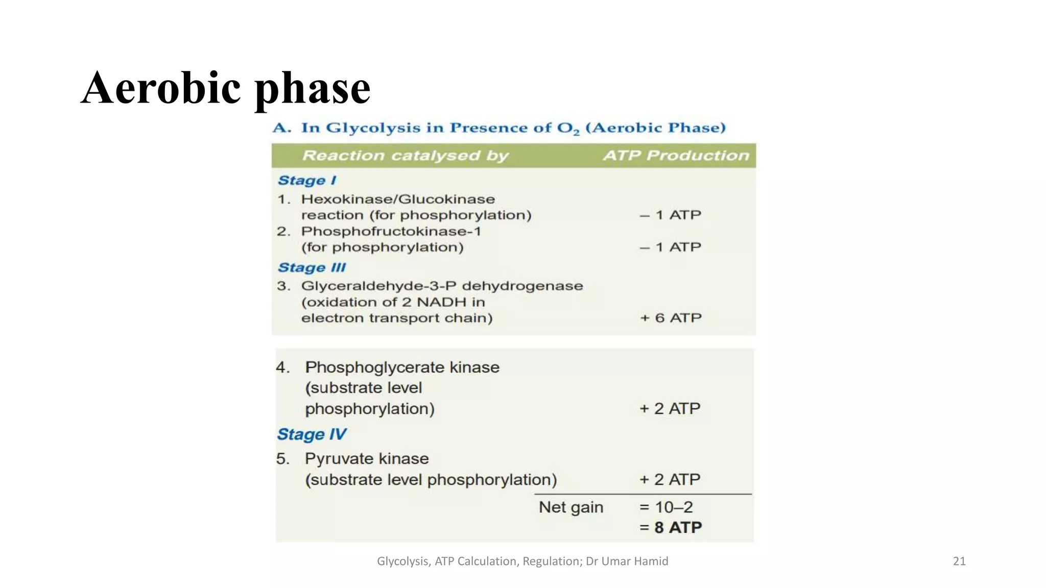 Glycolysis, ATP Calculation and Regulation.pptx