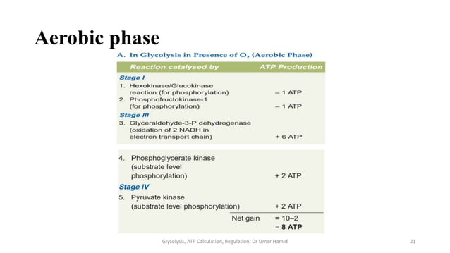 Glycolysis, ATP Calculation and Regulation.pptx | Endocrine and Metabolic Diseases | Diseases ...