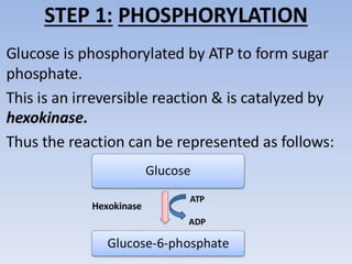 Glycolysis biochemistry | PPT