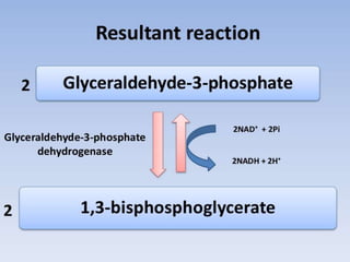 Glycolysis biochemistry | PPT