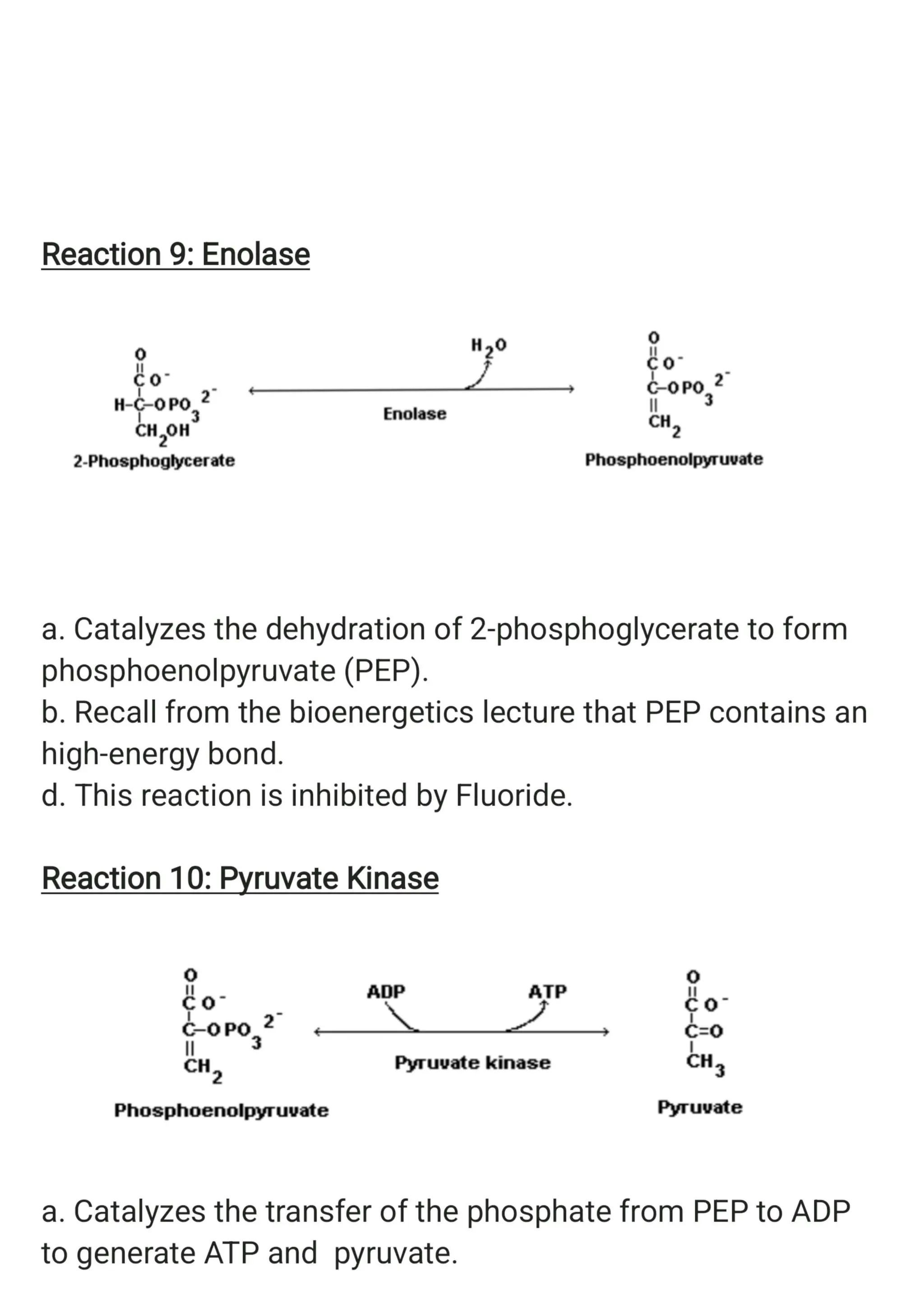 Glycolysis by Rishikanta Usham, Dhanamanjuri University | PDF