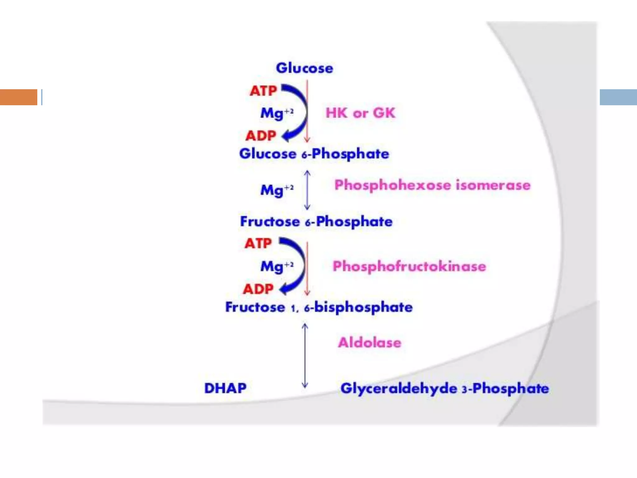 Glycolysis cycle | PPTX