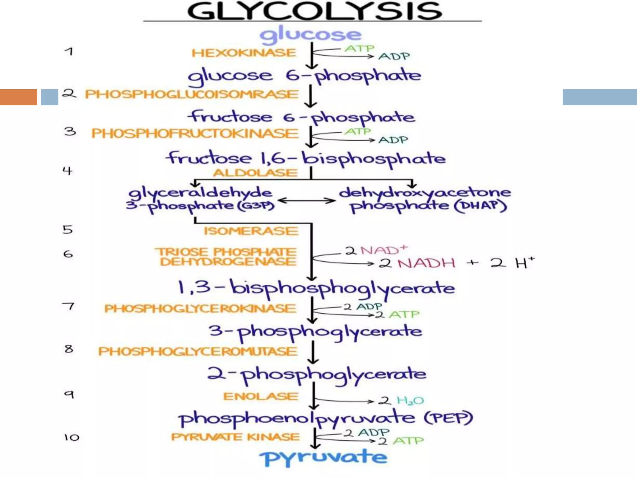 Glycolysis cycle | PPTX