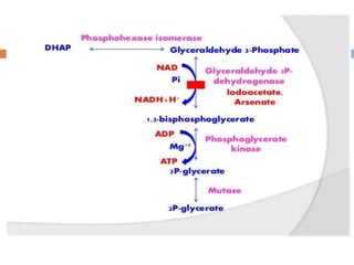 Glycolysis cycle | PPTX