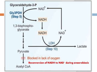 Glycolysis cycle | PPTX