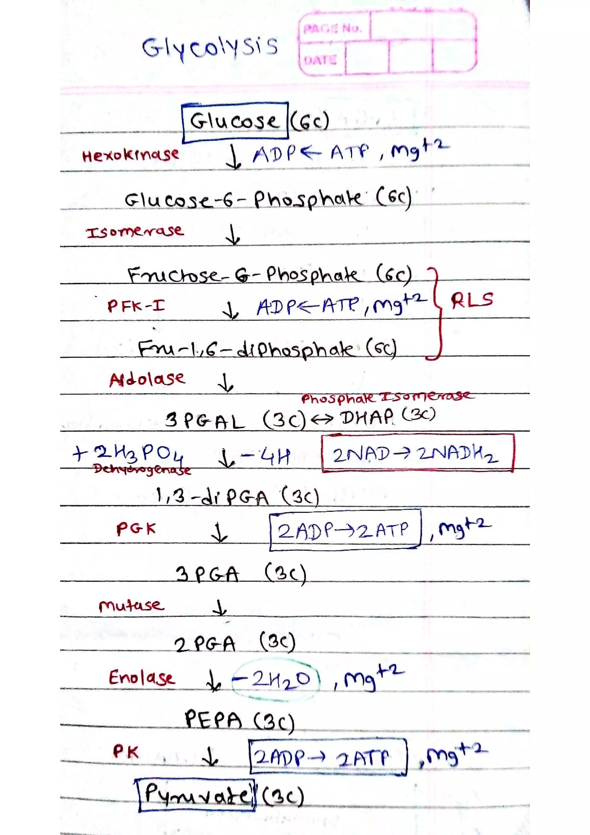 Glycolysis (Embden Mayerhoff Parnas Pathway_ EMP Pathway) | PDF