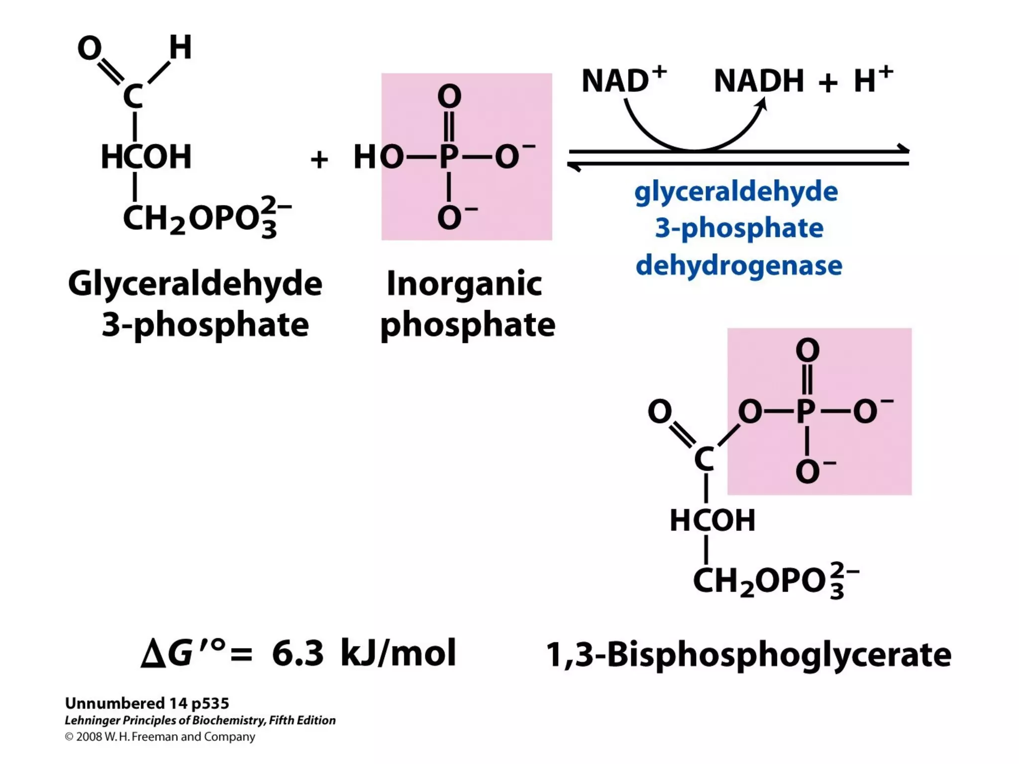 Glycolysis, gluconeogenesis, and the pentose phosphate pathway | PPT