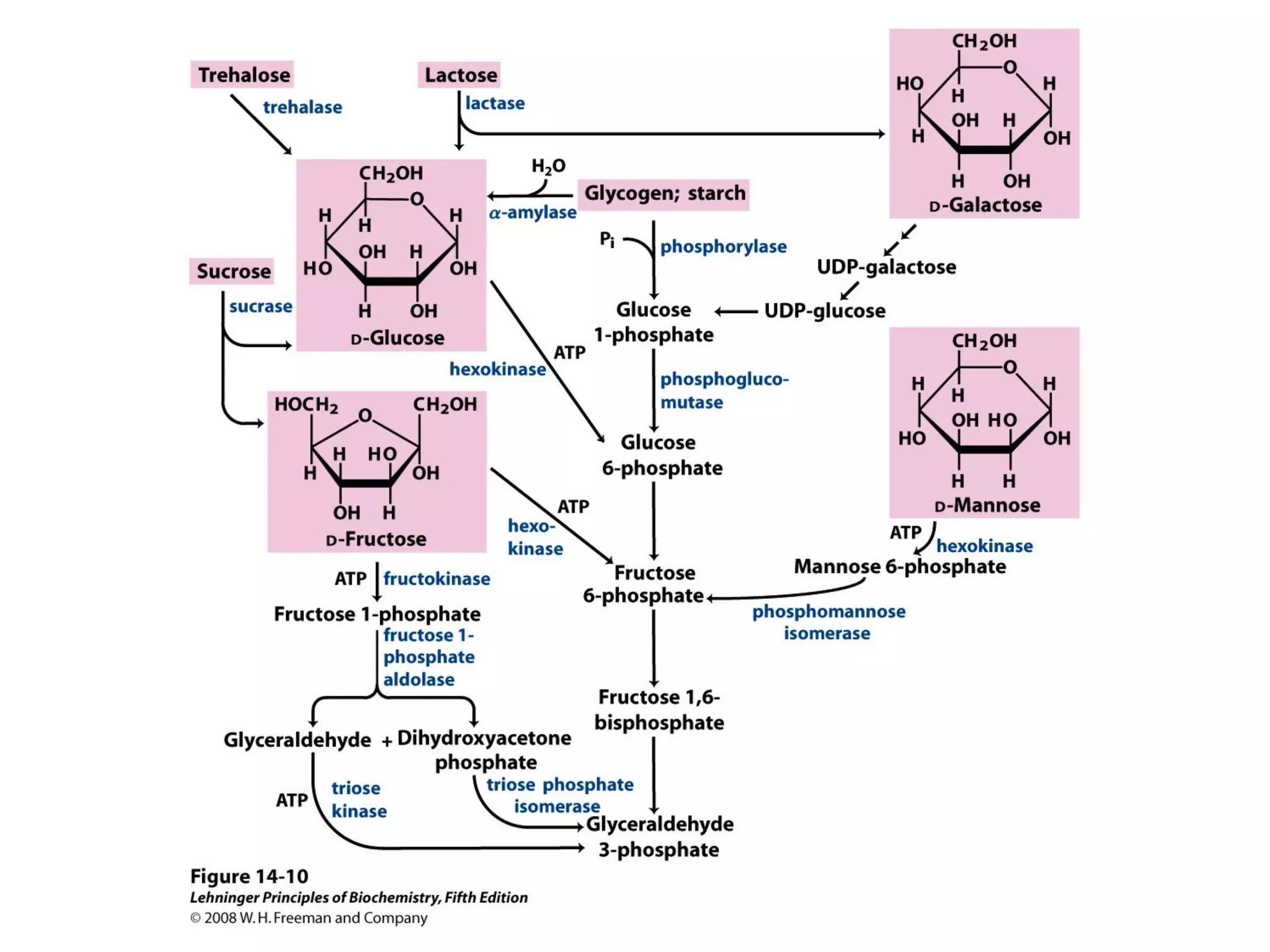 Glycolysis, gluconeogenesis, and the pentose phosphate pathway | PPT