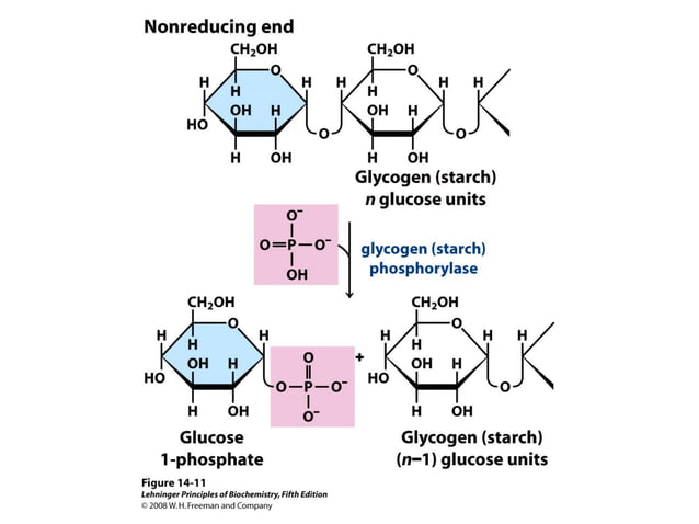 Glycolysis, gluconeogenesis, and the pentose phosphate pathway | PPT