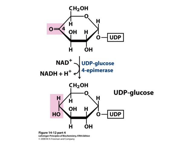Glycolysis, gluconeogenesis, and the pentose phosphate pathway | PPT