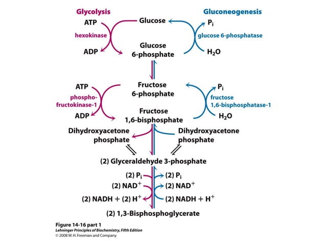 Glycolysis, gluconeogenesis, and the pentose phosphate pathway