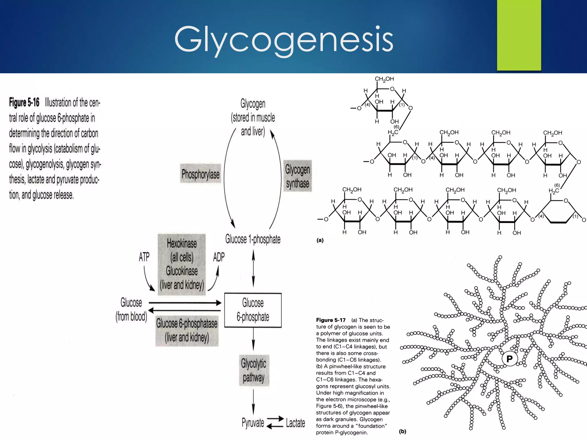 Glycolysis, glycogenolysis | PPT