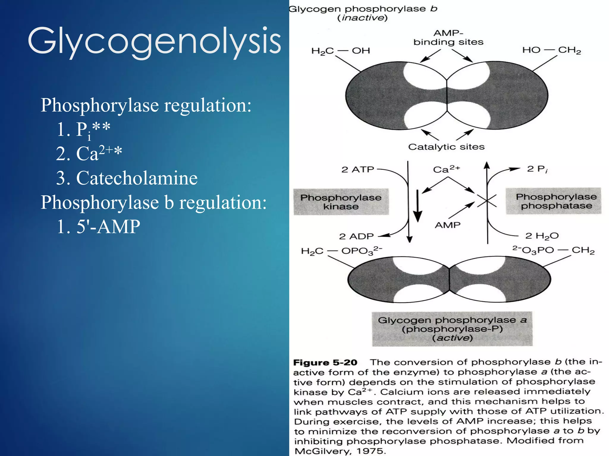 Glycolysis, glycogenolysis | PPT