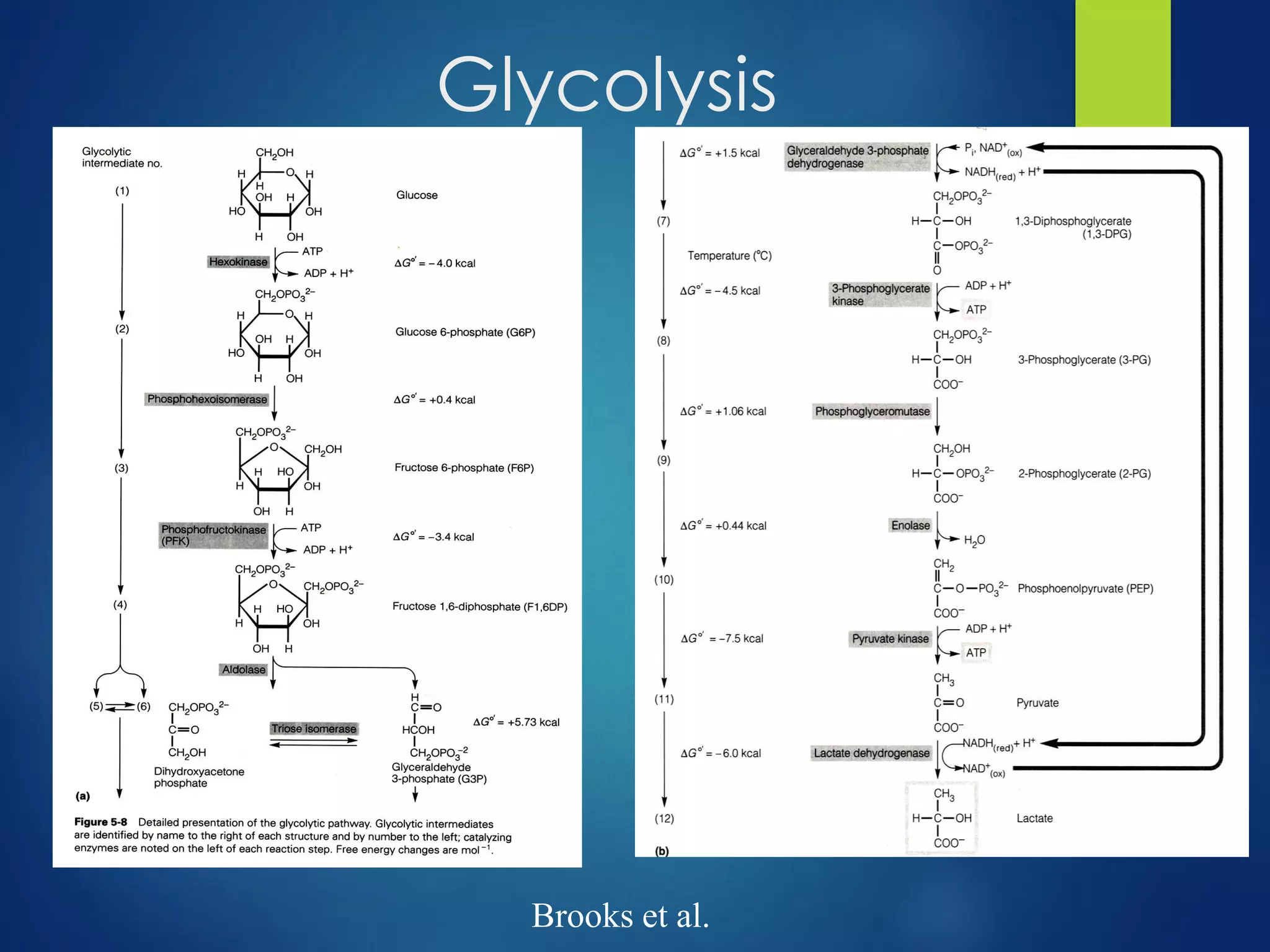 Glycolysis, glycogenolysis | PPT
