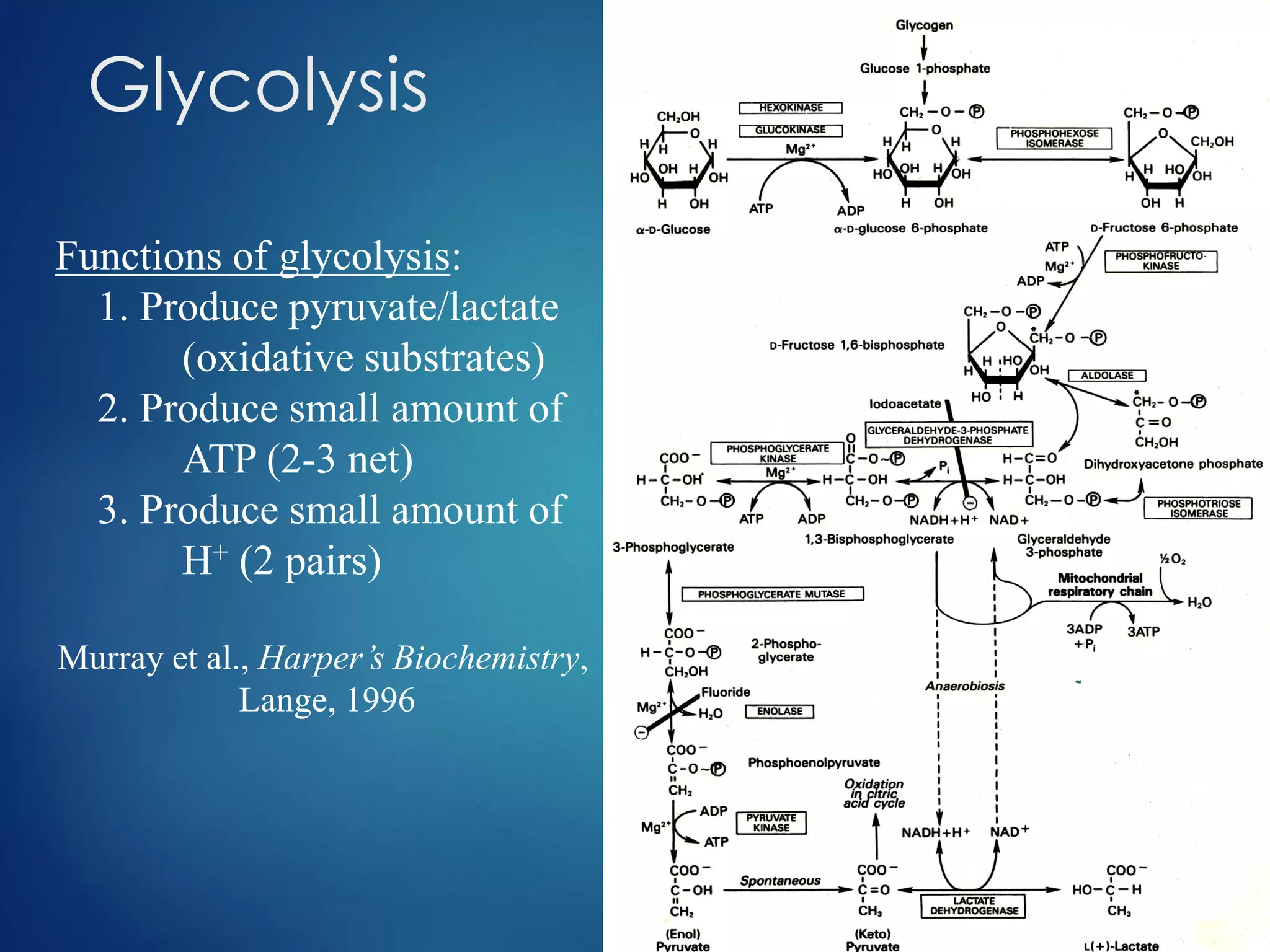 Glycolysis, glycogenolysis | PPT